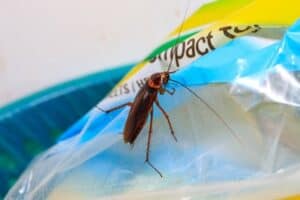 Can Roaches Eat Through Plastic Bags? - Cockroach Zone