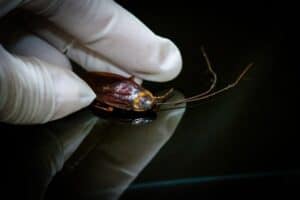 Can A Cockroach Survive Without Its Head? - Cockroach Zone