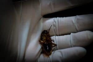 Can A Cockroach Survive Without Its Head? - Cockroach Zone