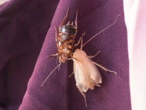 Do Cockroaches Shed Their Skin (Exoskeleton)? - Cockroach Zone