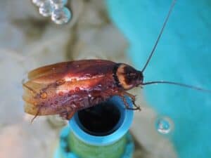 Why Are Roaches Attracted To Fish Tanks? - Cockroach Zone