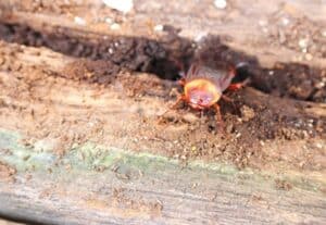 Do Cockroaches Damage Homes? - Cockroach Zone