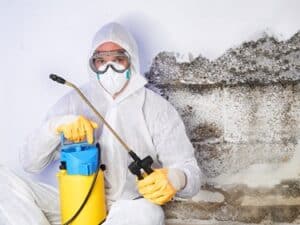 Do Cockroaches Eat Mold? - Cockroach Zone