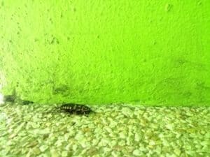 Do Cockroaches Eat Paint? - Cockroach Zone