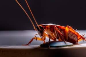 Why Are Cockroaches More Active At Night? - Cockroach Zone