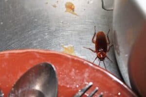 Do Cockroaches Clean Themselves? - Cockroach Zone