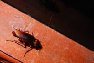 Do Cockroaches Have Brains? - Cockroach Zone