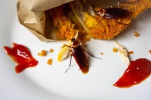 What Do Roaches Eat To Survive? - Cockroach Zone