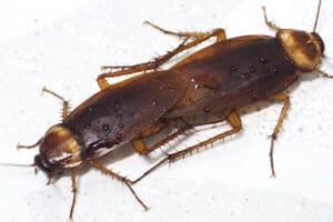 Do Cockroaches Need a Mate To Reproduce? - Cockroach Zone