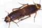 Do Cockroaches Need a Mate To Reproduce? - Cockroach Zone
