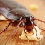 Why Are There Flying Cockroaches? — Cockroach Zone