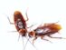 How Do Cockroaches Move Around? - Cockroach Zone
