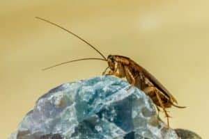 Do Cockroaches Have Teeth? - Cockroach Zone