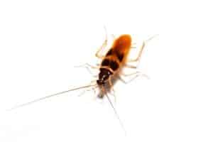 Can Cockroaches Be Small? - Cockroach Zone