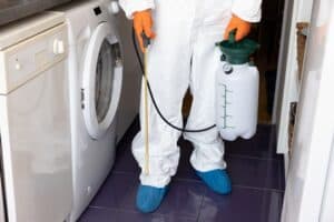 Why Am I Seeing More Cockroaches After Treatment? – Cockroach Zone