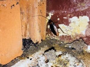Why Do Cockroaches Smell So Bad? - Cockroach Zone