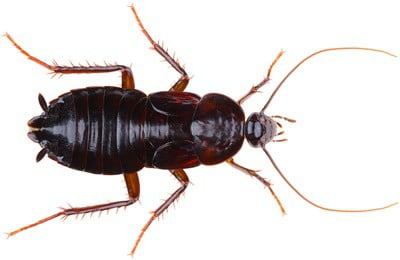 Oriental Cockroach Identification, Treatment, And Prevention Methods