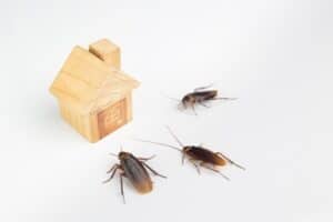 Can Cockroaches Be Small? – Cockroach Zone
