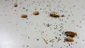 How To Identify Cockroach Poop - Cockroach Zone