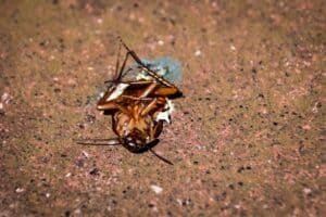 What Happens When You Squish A Cockroach? - Cockroach Zone