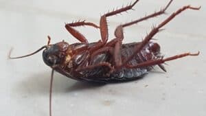 How To Identify Male And Female Cockroaches - Cockroach Zone