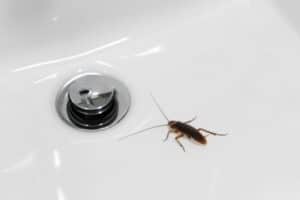 Where Do Roaches Come from in The Bathroom? - Cockroach Zone