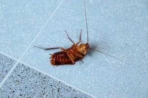 Why Are Cockroaches So Hard To Kill? - Cockroach Zone