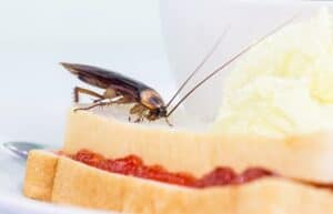 Why Are There Flying Cockroaches? – Cockroach Zone