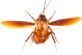 Why Are There Flying Cockroaches? – Cockroach Zone