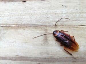 How Are Antennae Useful To Cockroaches? - Cockroach Zone