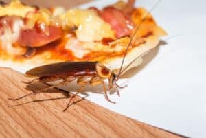 Why Are Cockroaches Coming Into My House? - Cockroach Zone