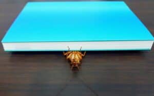Do Cockroaches Live in Books? - Cockroach Zone
