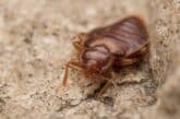 Do Cockroaches Eat Bed Bugs? - Cockroach Zone