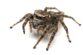 What Kind of Spiders Eat Cockroaches? - Cockroach Zone
