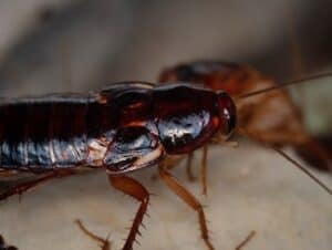 How Did Cockroaches Originate? - Cockroach Zone