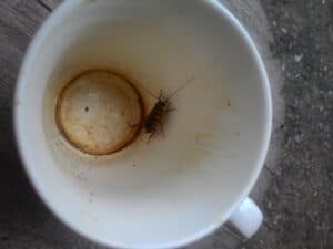 Does Coffee Contain Roaches? - Cockroach Zone