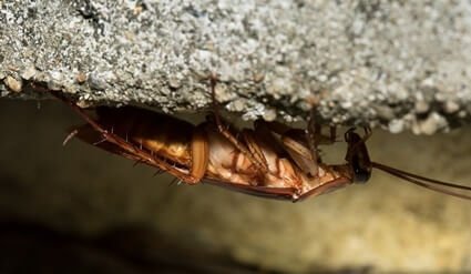Can Cockroaches Squeeze Through Small Spaces? — Cockroach Zone