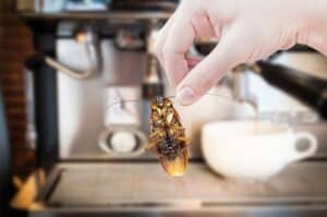 How To Get Rid of Cockroaches in Coffee Machines - Cockroach Zone