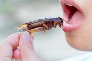 Will Cockroaches Crawl in Your Mouth? - Cockroach Zone