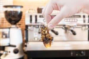 Does Coffee Contain Roaches? - Cockroach Zone