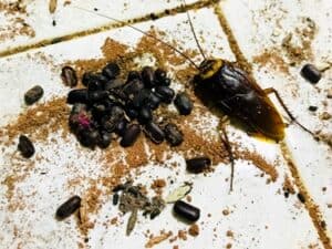 How Fast Do Cockroaches Multiply? - Cockroach Zone