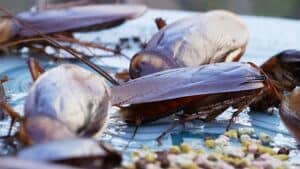 Do Cockroaches Have Blood in Them? [Red vs. White Blood Color]