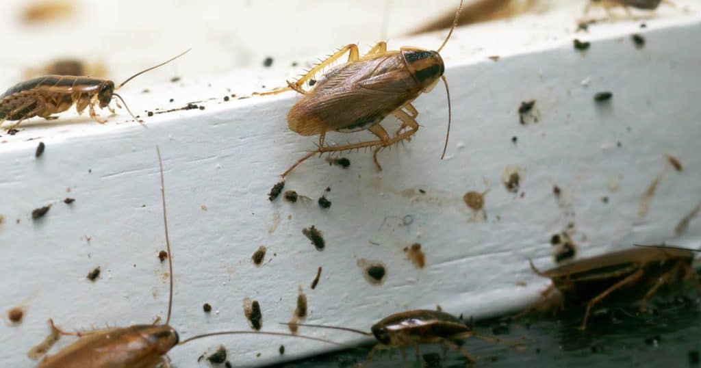Cockroach Zone - Find Out The Facts About Roaches!