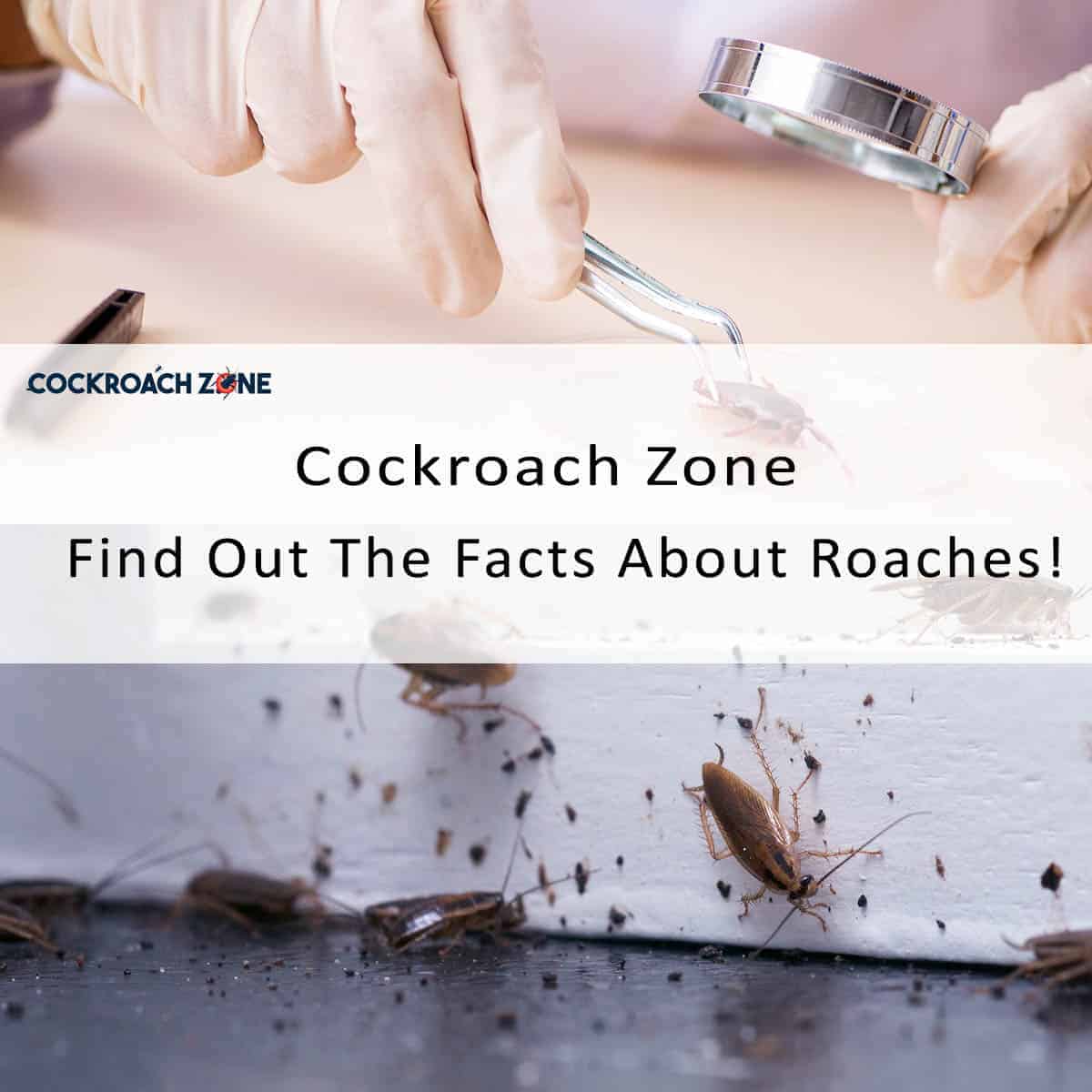Cockroach Zone - Find Out The Facts About Roaches!